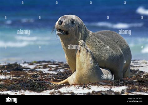 Australian Sea Lion Neophoca Cinerea Pair Mating Australia Stock