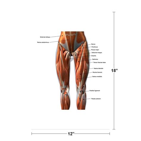 Leg Muscle Diagram