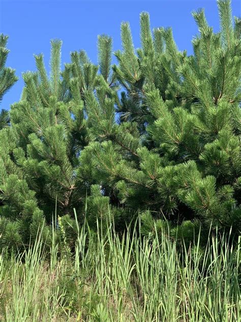 新芽 500g 松 葉 赤松 松の葉 松葉ジュース松葉茶 By メルカリ