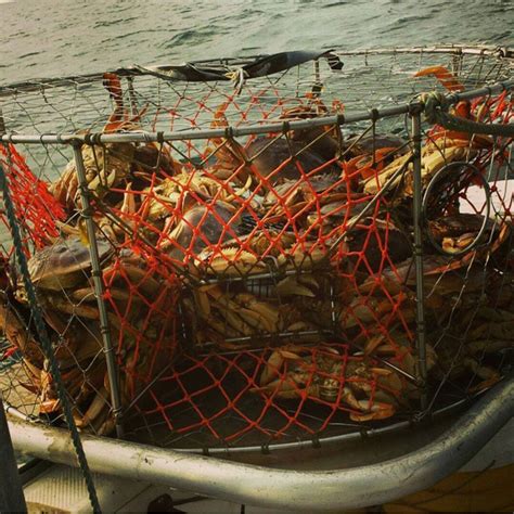 Trilogy Crab Pots Traps And Crabbing Accessories