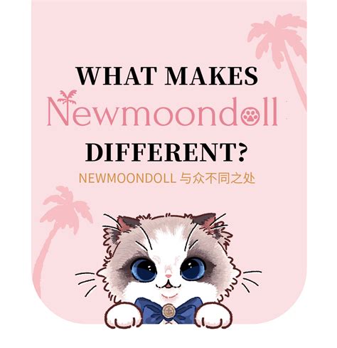Available Ragdoll Kittens Newmoondoll Ragdolls