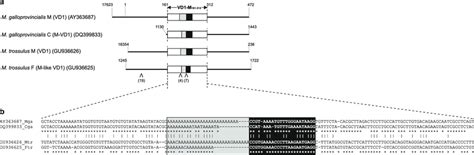 The M-type VD1 primary structure. a: schematic representation of the ...