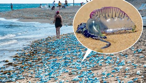 Does Jellyfish Kill Humans At Barbara Eley Blog