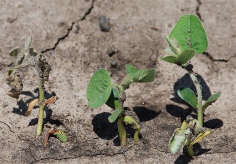 Soybean Seedling Insects At Ivan Mcgowan Blog