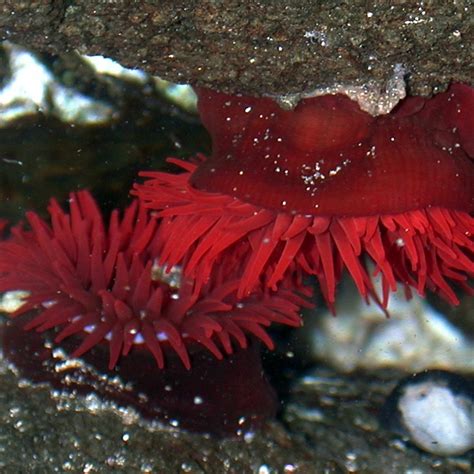 Marine Invertebrate Species Naturemapr Australia