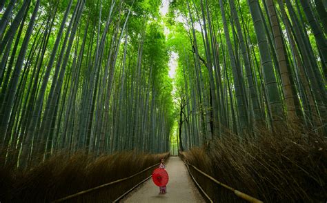 Download Step Into A Wondrous World In Arashiyamas Bamboo Grove Japan