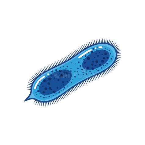 Outer Cilia Stock Illustrations 9 Outer Cilia Stock Illustrations