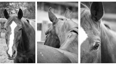 Wir Haben Dormilon Verloren Aber Die Behandlungskosten Bleiben Don Dormilon Hat Borreliose