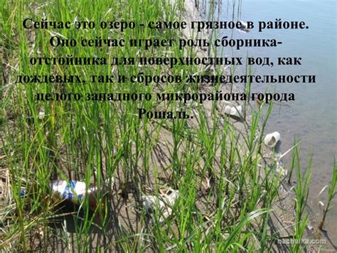 Презентация "Чистая вода" (5 класс) по окружающему миру – скачать проект