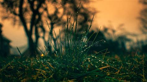 A Patch Of Wet Grass Stock Image Image Of Color Philadelphia 176727835
