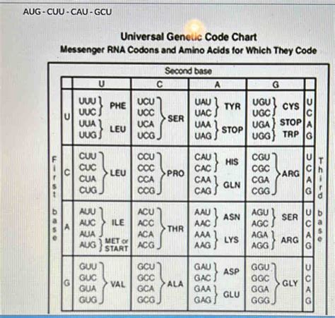 Aug Cuu Cau Gcu Universal Genetic Code Chart Messenger Rna Codons And Amino Acids Fo [biology]