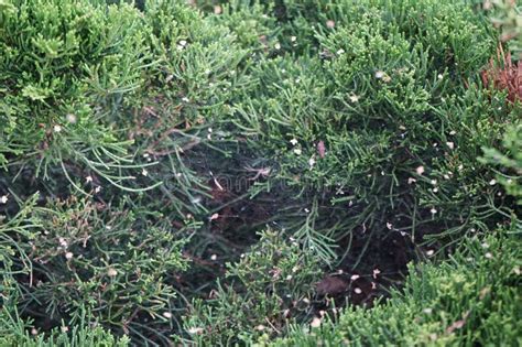 A Spider Sits On A Web On A Juniperus Sabina Bush In September Berlin Germany Stock Image