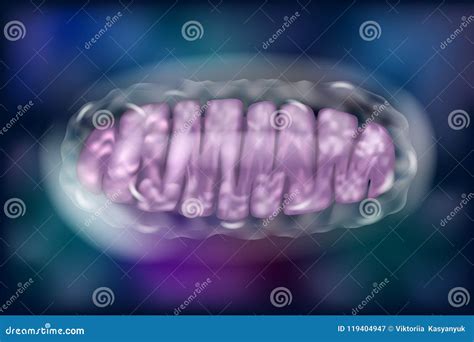 Mitochondria Cartoons Illustrations And Vector Stock Images 3903