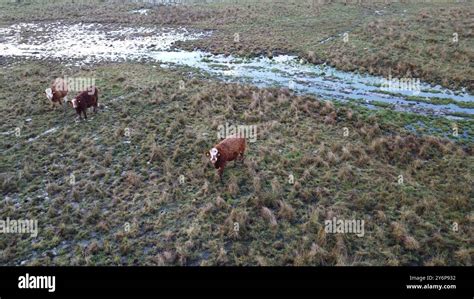 An Aerial View Of Three Cows Standing In A Grassy Muddy Field With