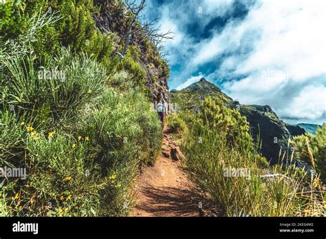 Description Woman Hiker With Backpack Walking Through A Forest Of Dead Trees At Noon Pico Do