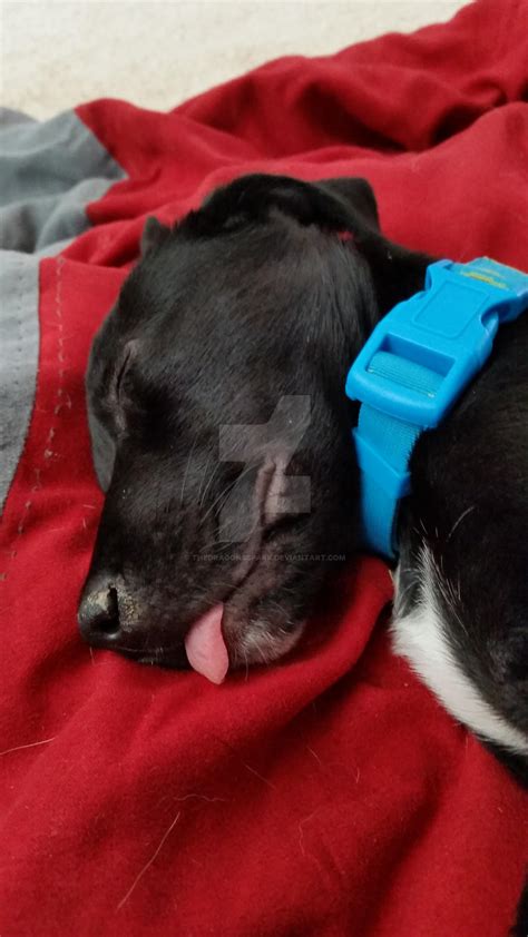 Derpy Sleep By Thedragonsspark On Deviantart