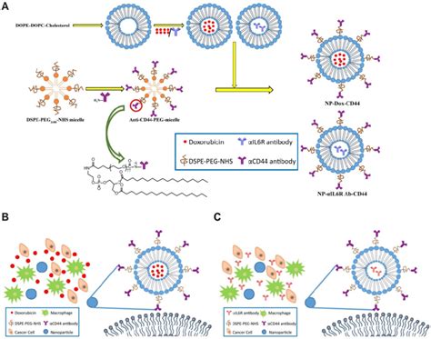 Schematic Diagram Of The Liposomal Nanoparticles A Diagrammatic
