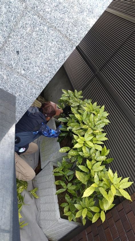 常緑低木アオキ 河内家菊水丸オフィシャルブログ「河内音頭」powered By Ameba