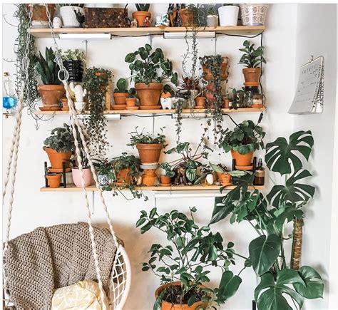 Tren Gaya 40 Indoor Plants Aesthetic
