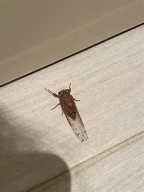 I Assumed My Cats Had Found A Cockroach But Then I Found This Looks