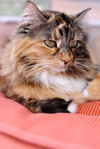 The Itty Bitty Kitty Committee