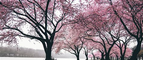 3440x1440 Cherry Blossoms Trees 4k Ultrawide Quad Hd 1440p Hd 4k