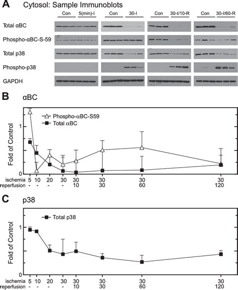 Figure 4 From Kinetics Of The Translocation And Phosphorylation Of