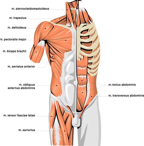 Chest Muscles Diagram Muscles Of The Chest And Abdomen Muscle Anatomy Muscle Abdomen Tight