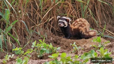 Nevşehirde Nesli Tükenmekte Olan Alaca Sansar Görüntülendi Fİb Haber Nevşehir Haberleri