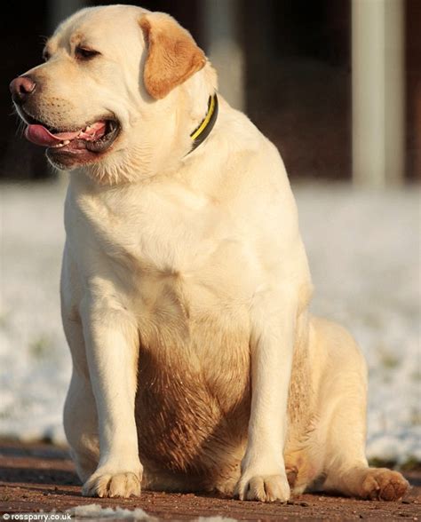 Massive Mike The Labrador Placed On Strict Diet After Weighing In At