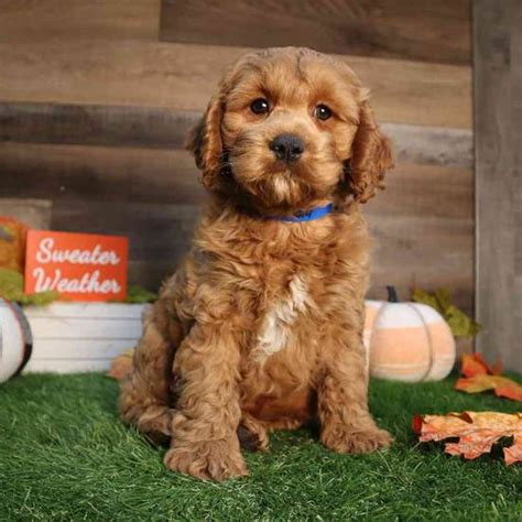 Puppy For Sale Four Paws And A Tail