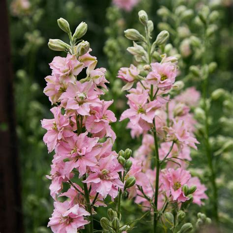 Larkspur Light Pink Emerden