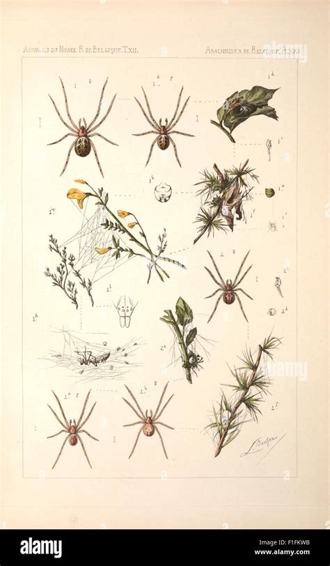 Les Arachnides De Belgique Is A Detailed Work On The Arachnids Of Belgium Documenting Species