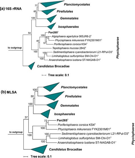 Maximum Likelihood Phylogenetic Analysis 16s Rrna Gene Sequence A
