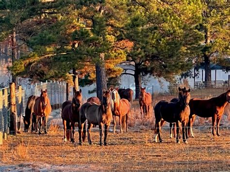Stay On The Ranch Wild Mustang Ranch