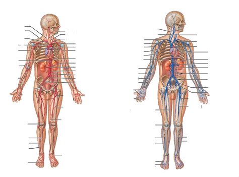 Anatomy Lecture Exam Diagram 31 Diagram Quizlet