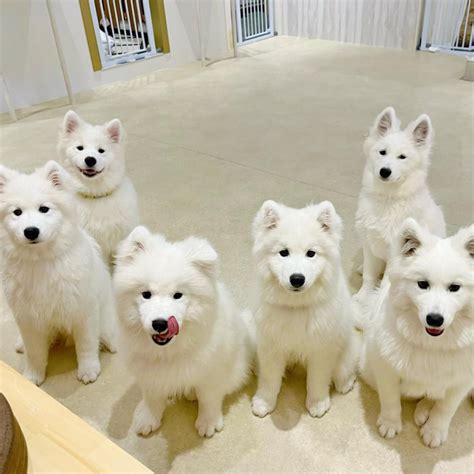 原宿にサモエドカフェ「モフ」 白い大型犬サモエド10匹が出迎え シブヤ経済新聞