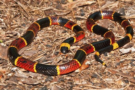 Florida Has 6 Venomous Snakes Heres How To Identify Them