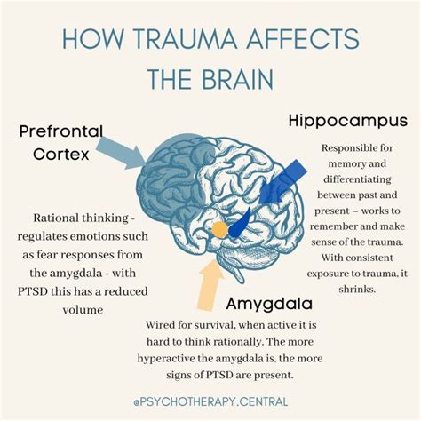 How Trauma Effects The Brain Artofit