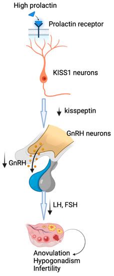 Prolactin Relationship With Fertility And In Vitro Fertilization Outcomes—a Review Of The Literature