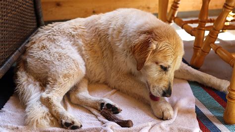 ¿por Qué Los Perros Se Lamen Tanto Las Patas Infobae
