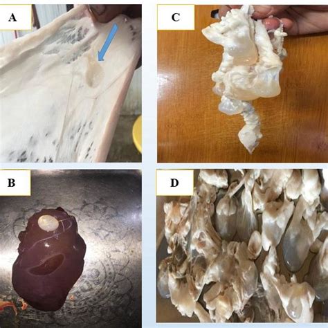Distribution Of Cysticercus Tenuicollis In Sheep And Goats According To