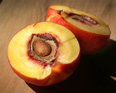 How To Plant A Peach Seed To Grow Your Very Own Tree Gardening Know How