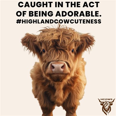 Top Collection Of Highland Cow Memes Laugh And Share Hcows