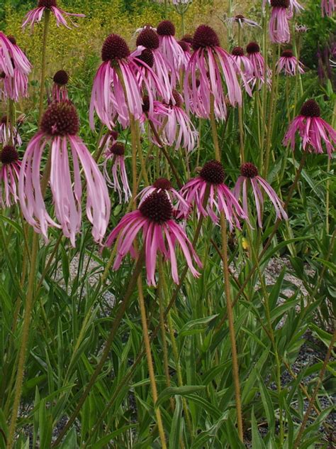 Echinacea Pallida Beth Chattos Plants And Gardens