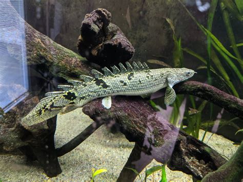 Polypterus Wallpapers Wallpaper Cave