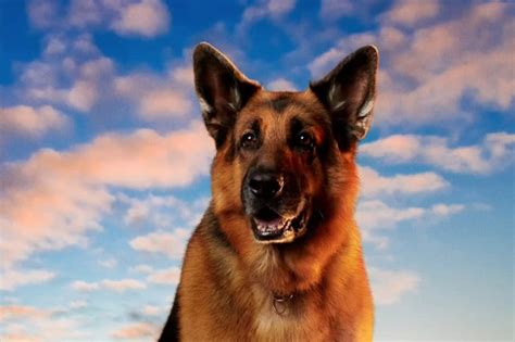The Dog From Hudson And Rex Died At The Beginning Of Current Season