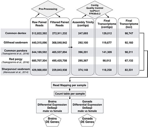 Frontiers The Gene Toolkit Implicated In Functional Sex In Sparidae