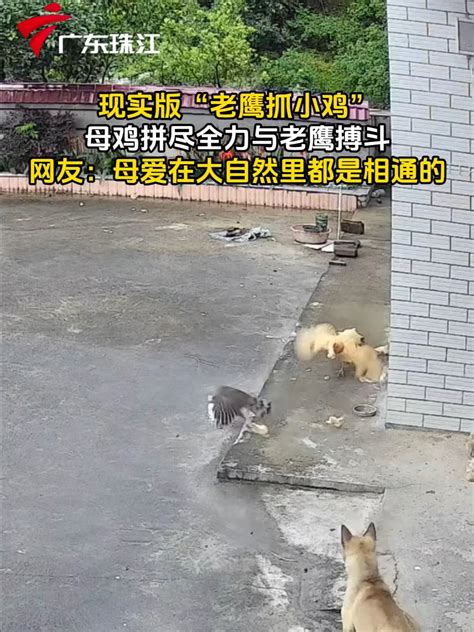 现实版 老鹰抓小鸡” 荔视频