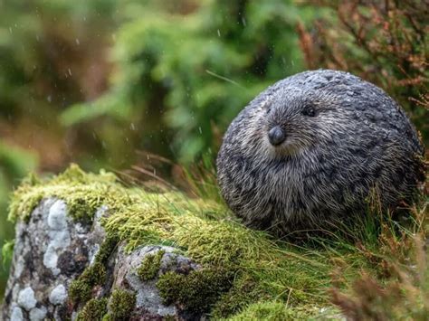 Wild Haggis Species